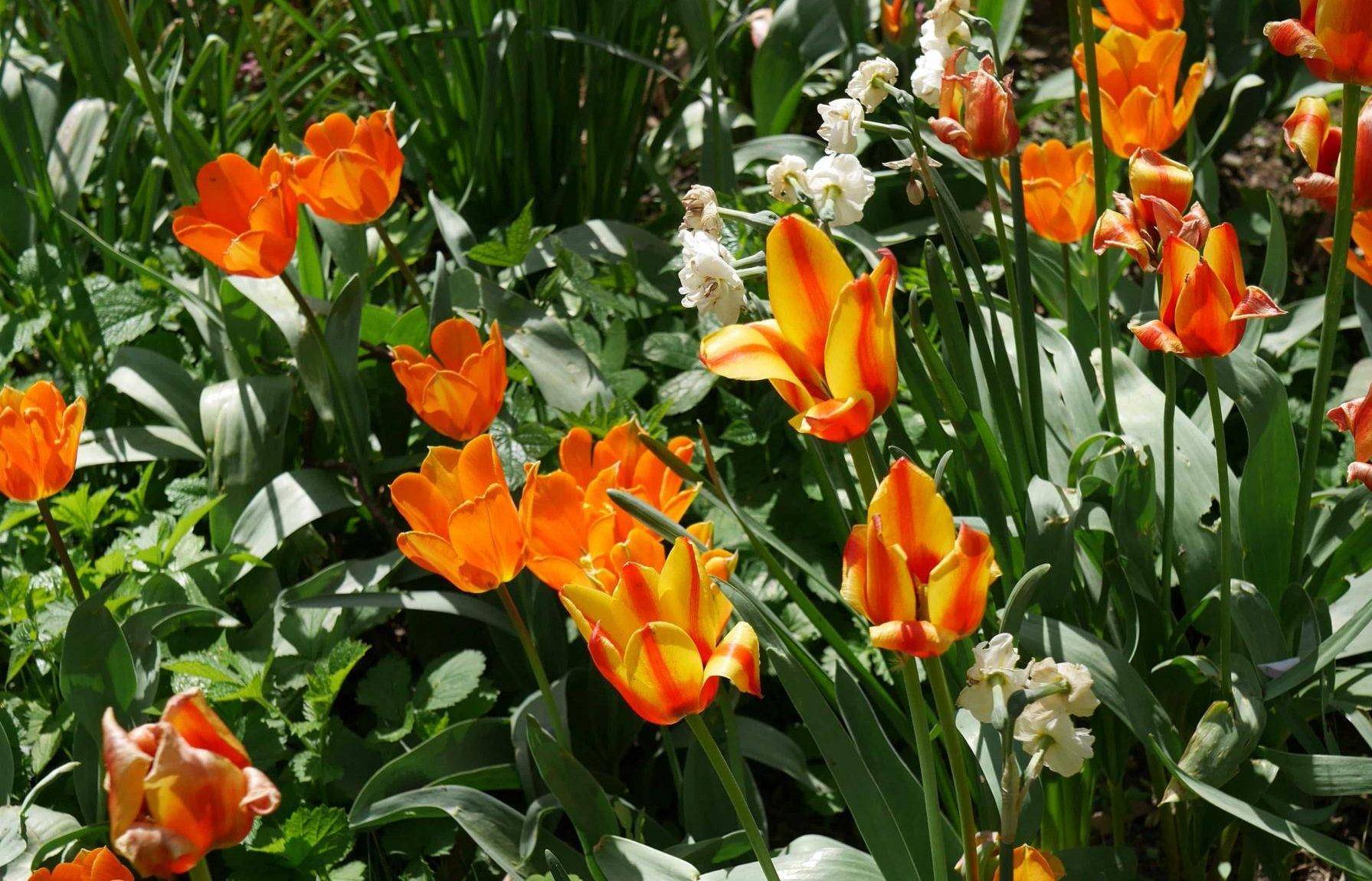 Long live spring: 6 ideas to embellish your daily life - The mag 'Wecasa